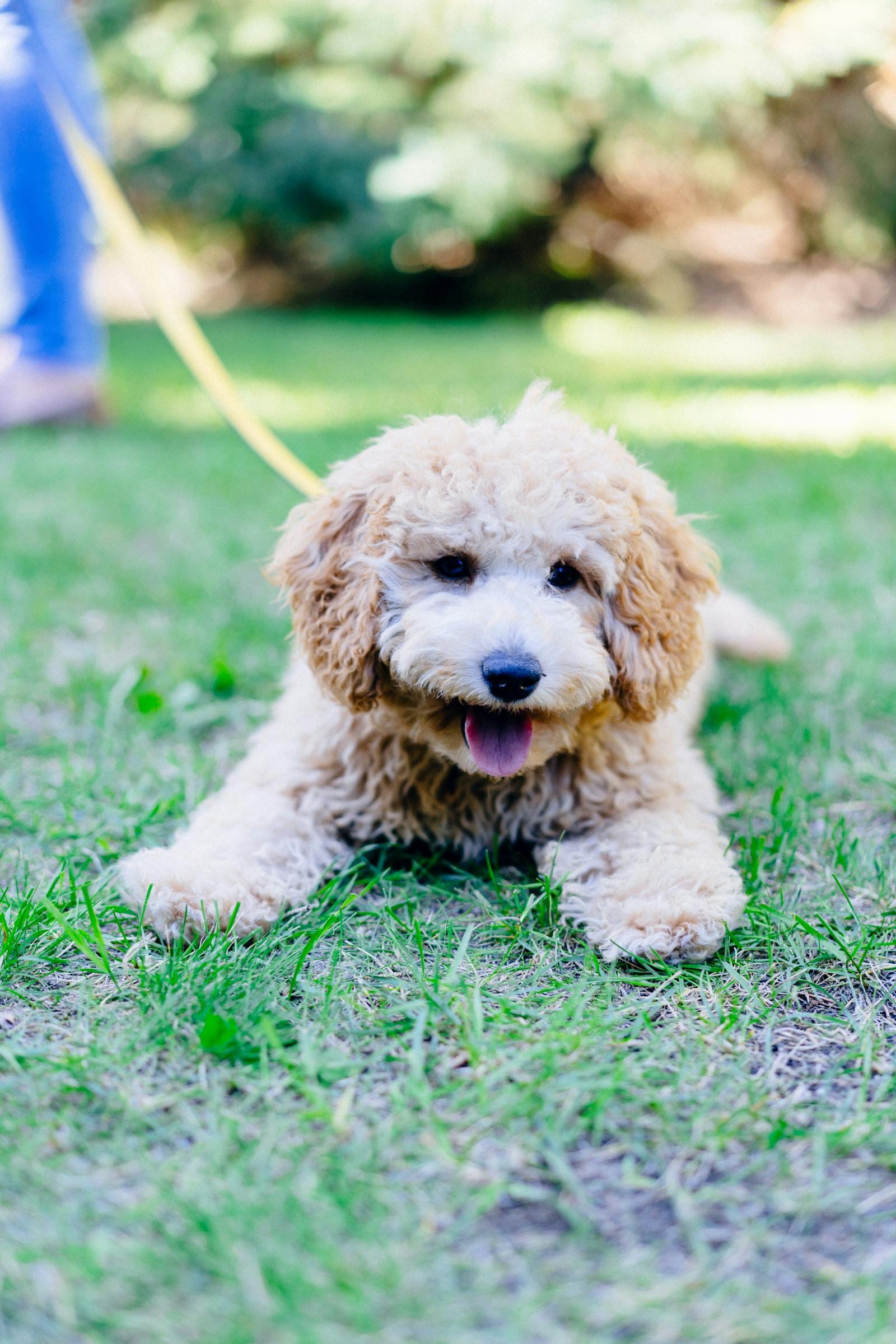 Goldendoodle Cost & Price (2026) | PetPlanWise
