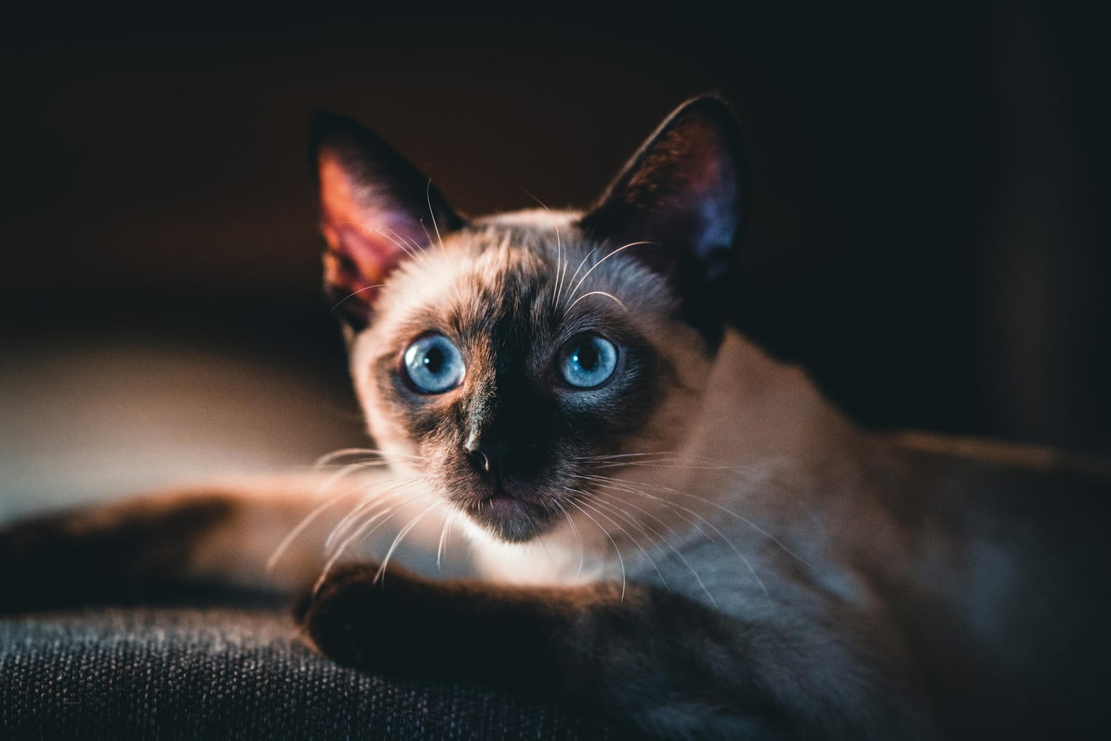 Siamese Cost & Price (2026) | PetPlanWise