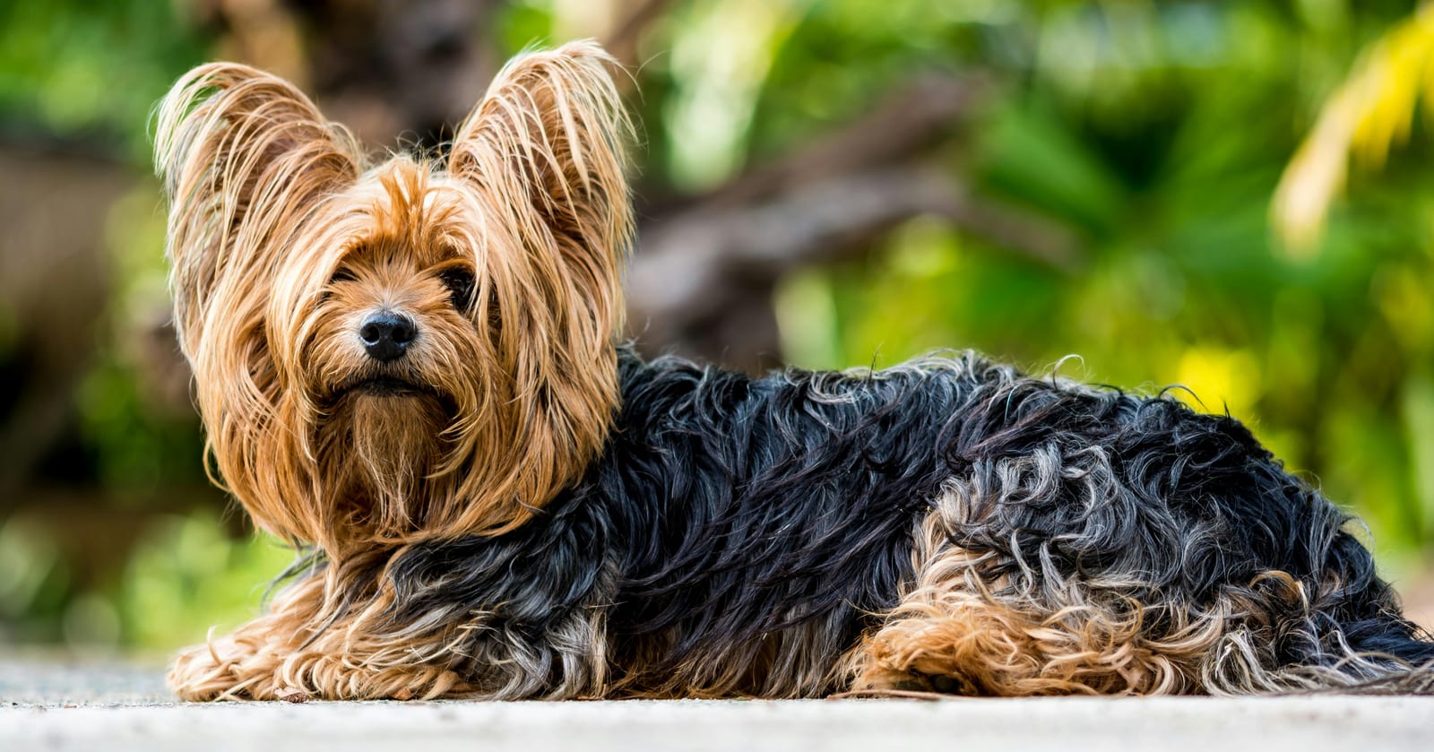 Yorkshire Terrier Cost & Price (2026) | PetPlanWise